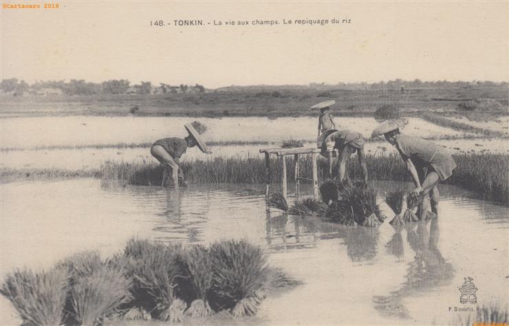 Repiquage du riz par Dieulefils - INDOCHINE Cartes postales ...